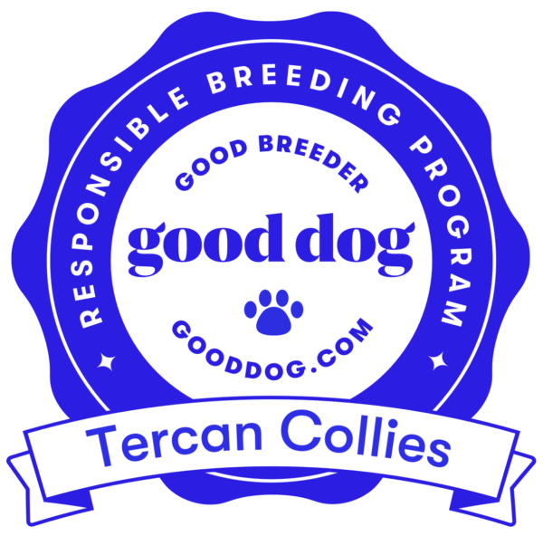 Preservation Breeder of Rough and Smooth Collies - AKC Registere
